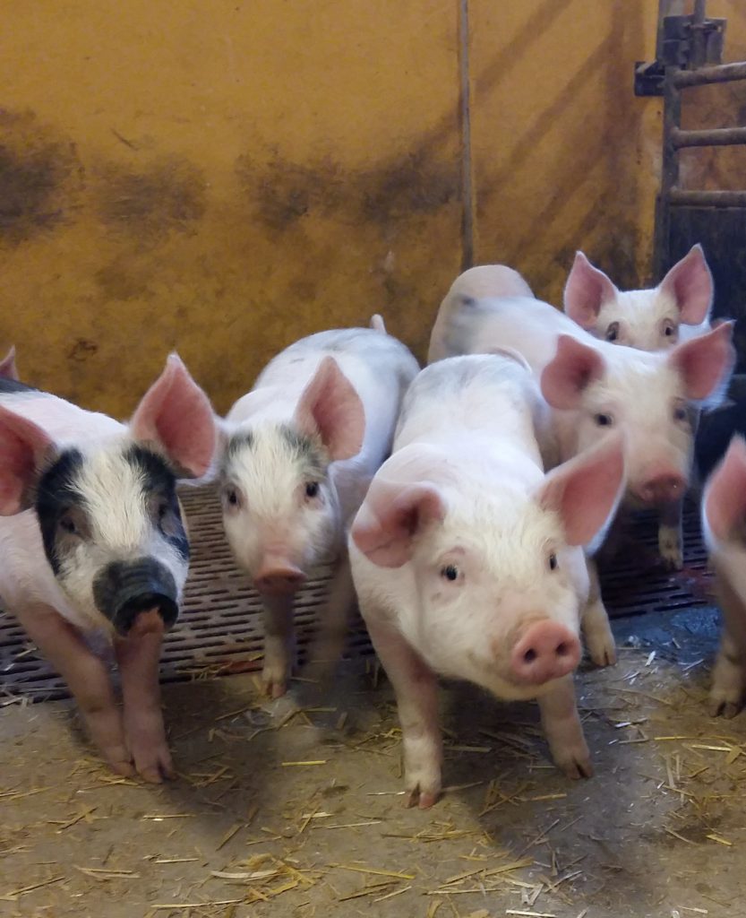 What is there to know about pig parasites?: Meet Emelie Pettersson ...