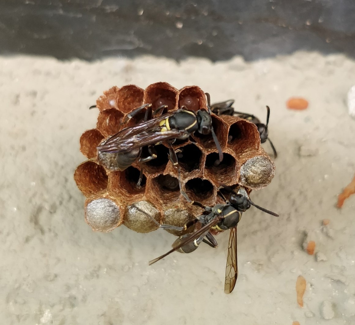 The understanding of wasp insect societies: meet Cintia Akemi Oi ...